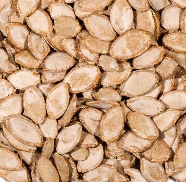 Chuckanut Premium Squirrel Food – Chuckanut Products
